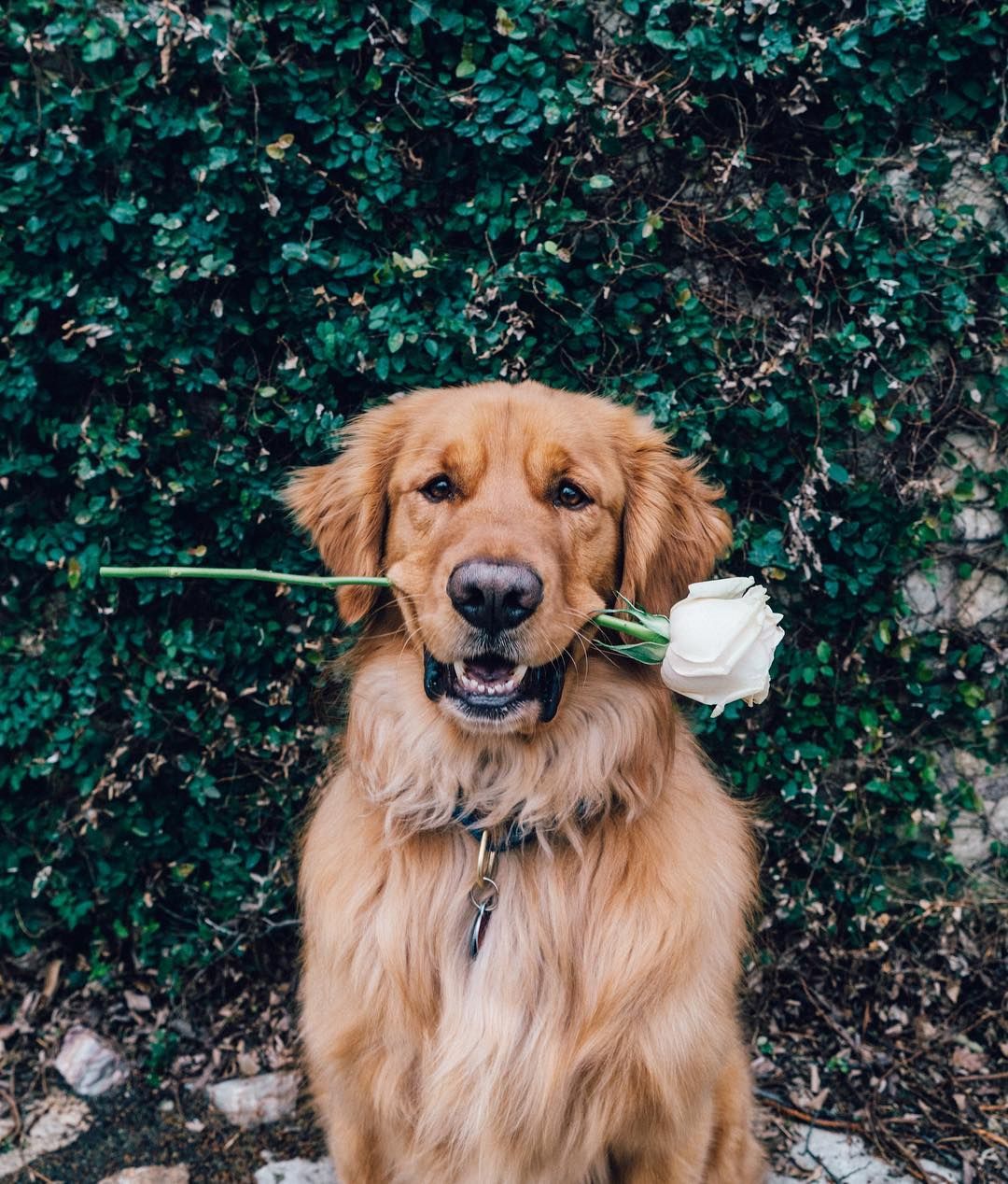 Las búsquedas en Pinterest relacionadas con mascotas crecieron más que ...