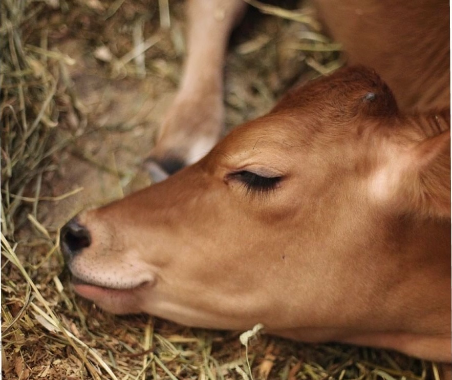 Sin maltrato animal: leche, quesos, yogures y verduras de una ...