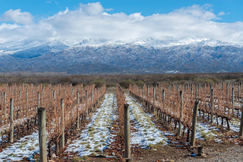 Un flamante Malbec orgánico se suma a la oferta de vinos certificados ...